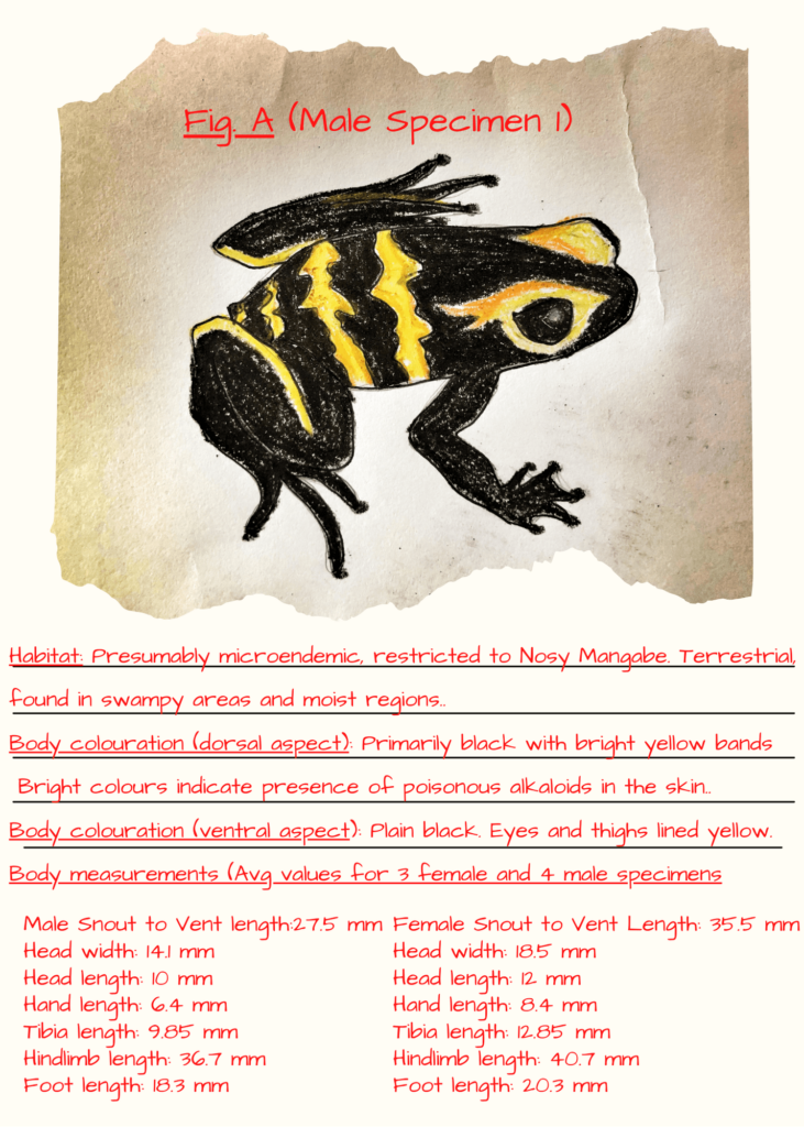 A Tree Story: Tropics to Phylogenetics - The Science Paradox